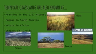 Temperate grasslands PERIOD 4 | PPT