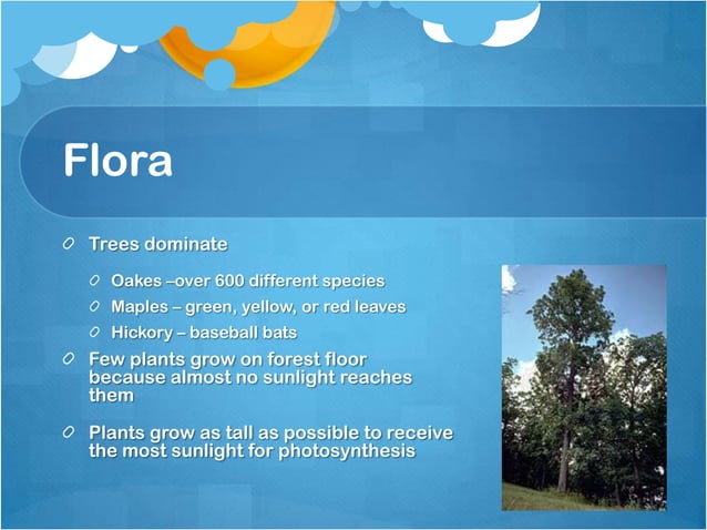 Temperate rain forest | PPTX