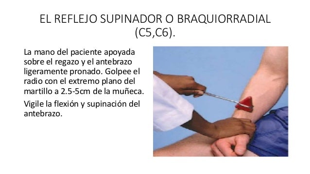 Reflejos sensitivos y reflejos tendinosos profundos.