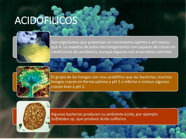 efecto de la temperatura y ph sobre los microorganismos