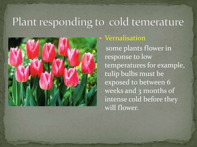 Temperature as ecological factors | PPTX