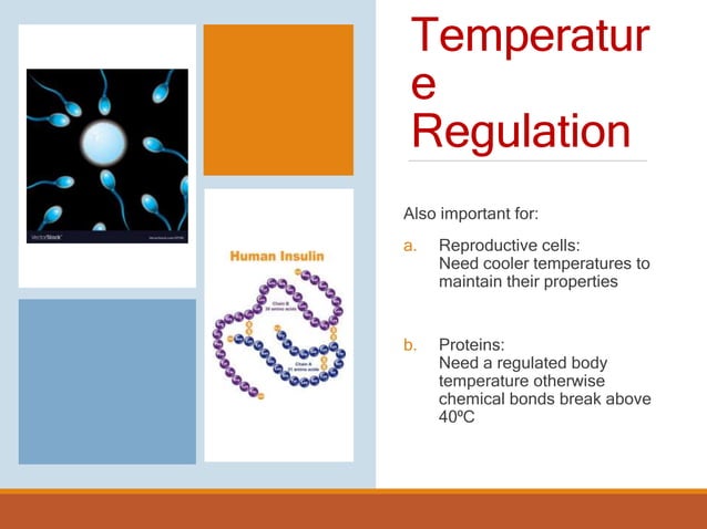 Body Functions Temperature Pptx
