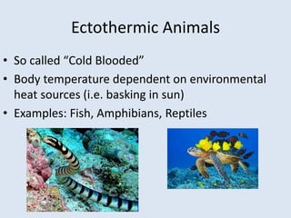 Impacts of Temperature and Salinity on Marine Animals | PPTX