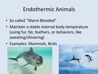 Impacts of Temperature and Salinity on Marine Animals | PPTX