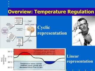 Temperature regulation | PPT