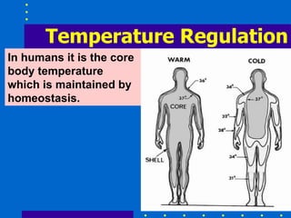 Temperature regulation | PPT