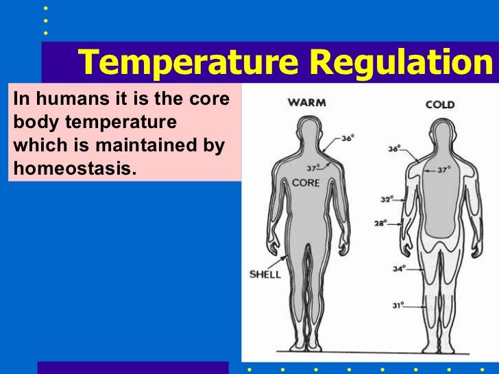 Body Temperature Regulation Diagram Body Temperature Regulation Diagram