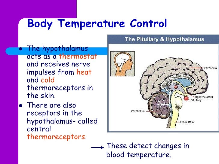Temperature Regulation Temperature Regulation
