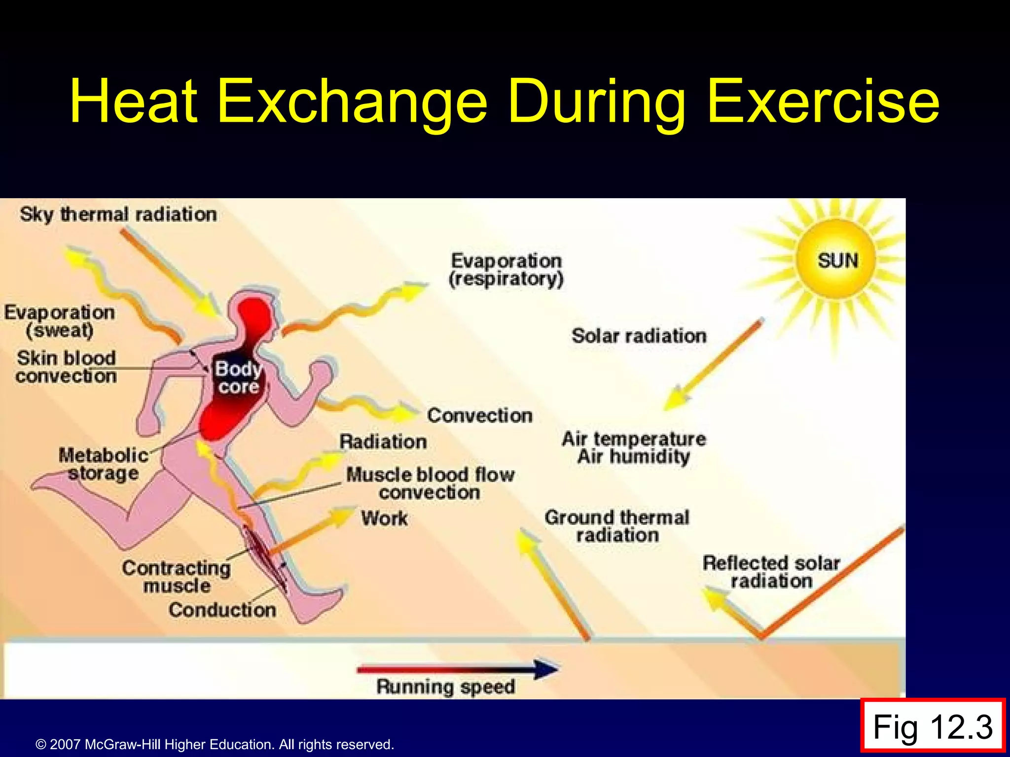 FISIOLOGI SENAM Temperature regulation | PPT