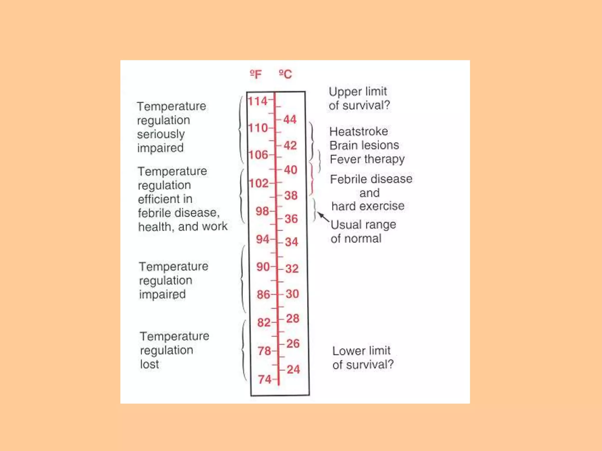 TemperatureRegulation.ppt