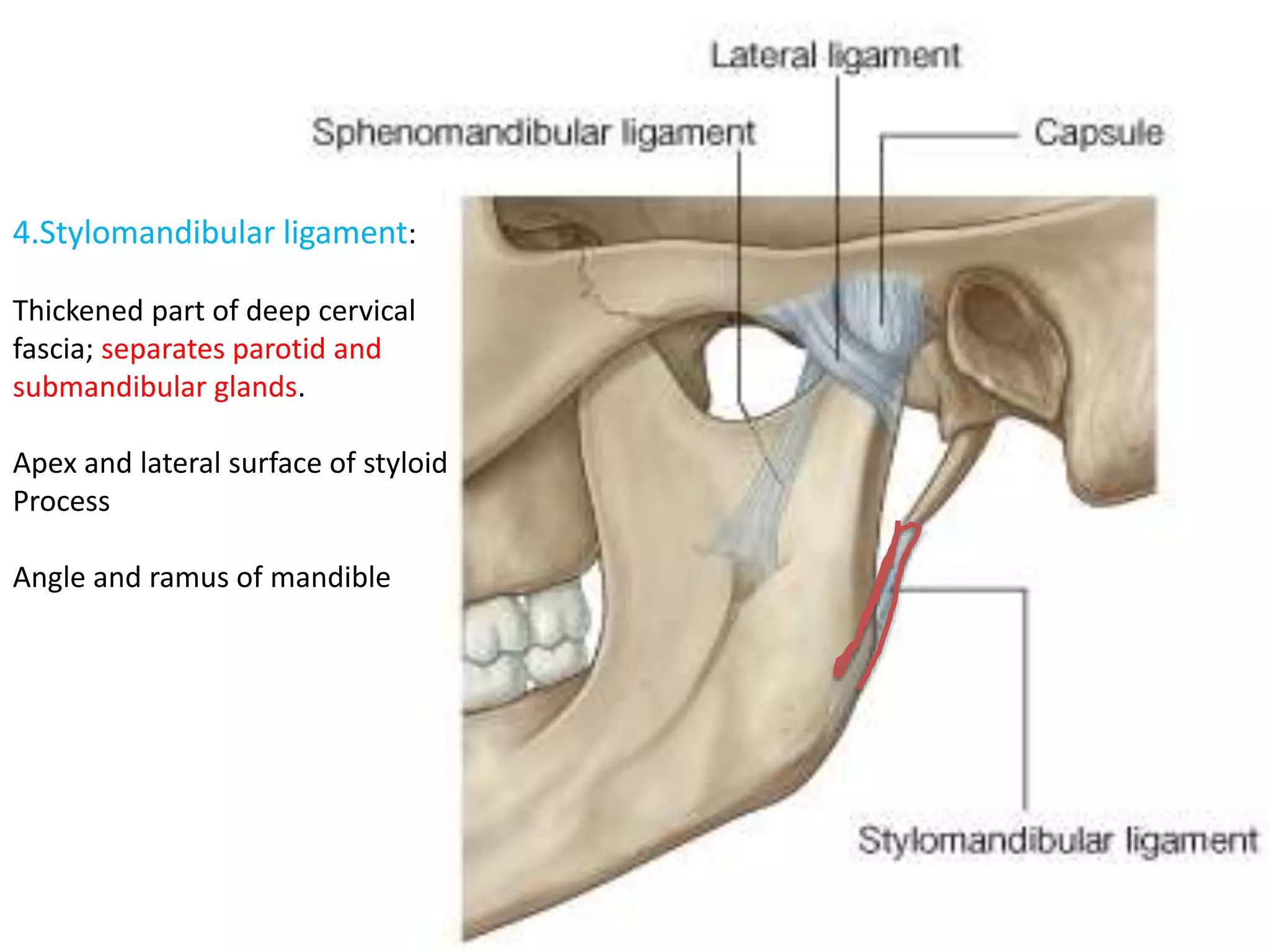 Temperomandibular joint | PPTX