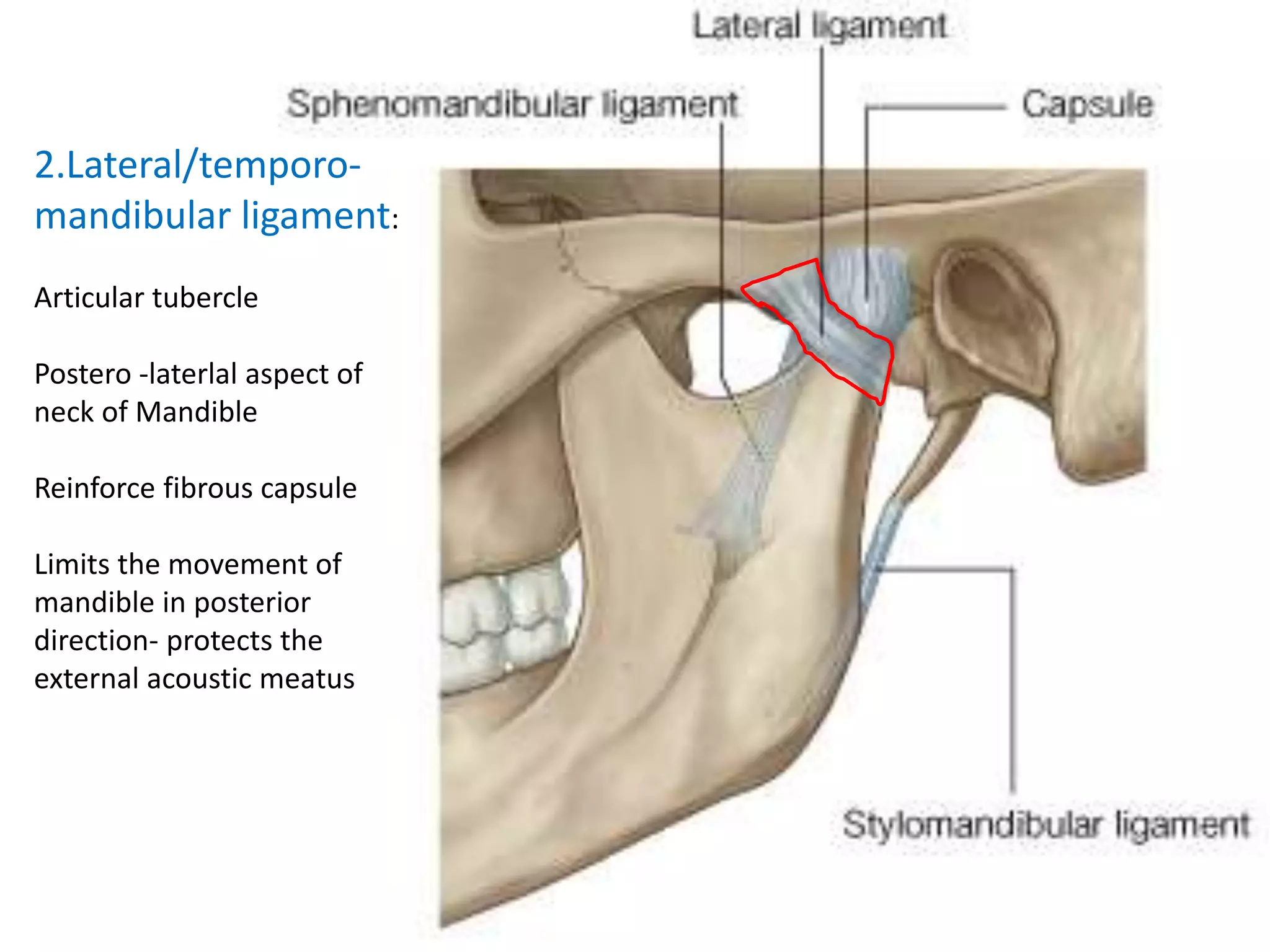 Temperomandibular joint | PPTX