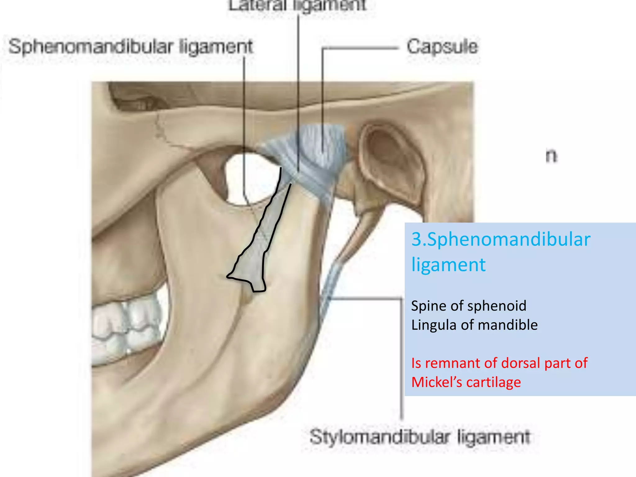 Temperomandibular joint | PPTX