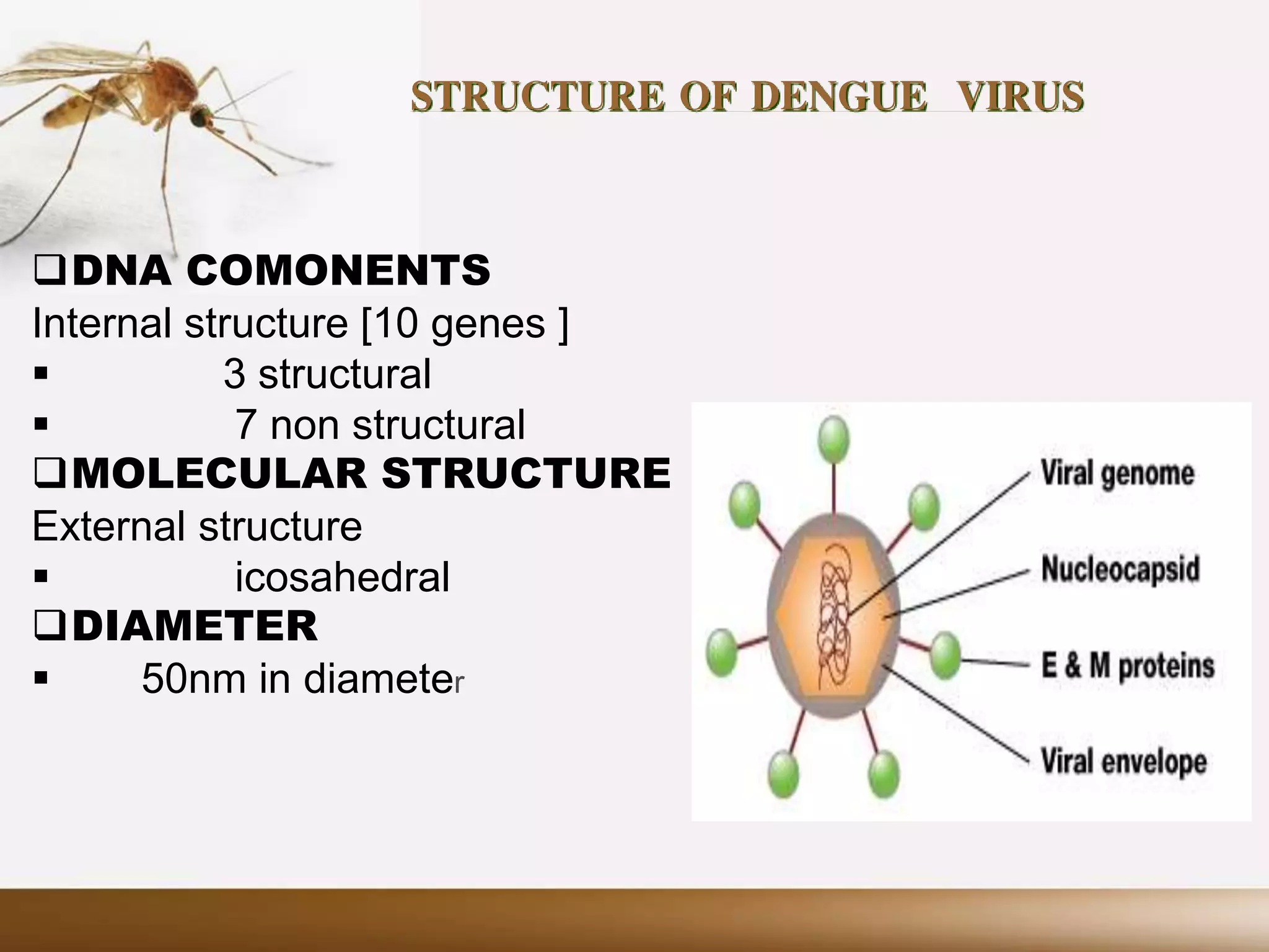 DENGUE VIRUS | PPTX