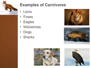 Presentation about carnivores and what they eat.pptx | Reptiles | Pets