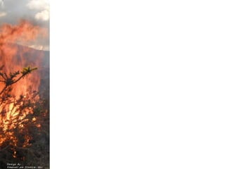 Template ppt fire prescribed | PPT