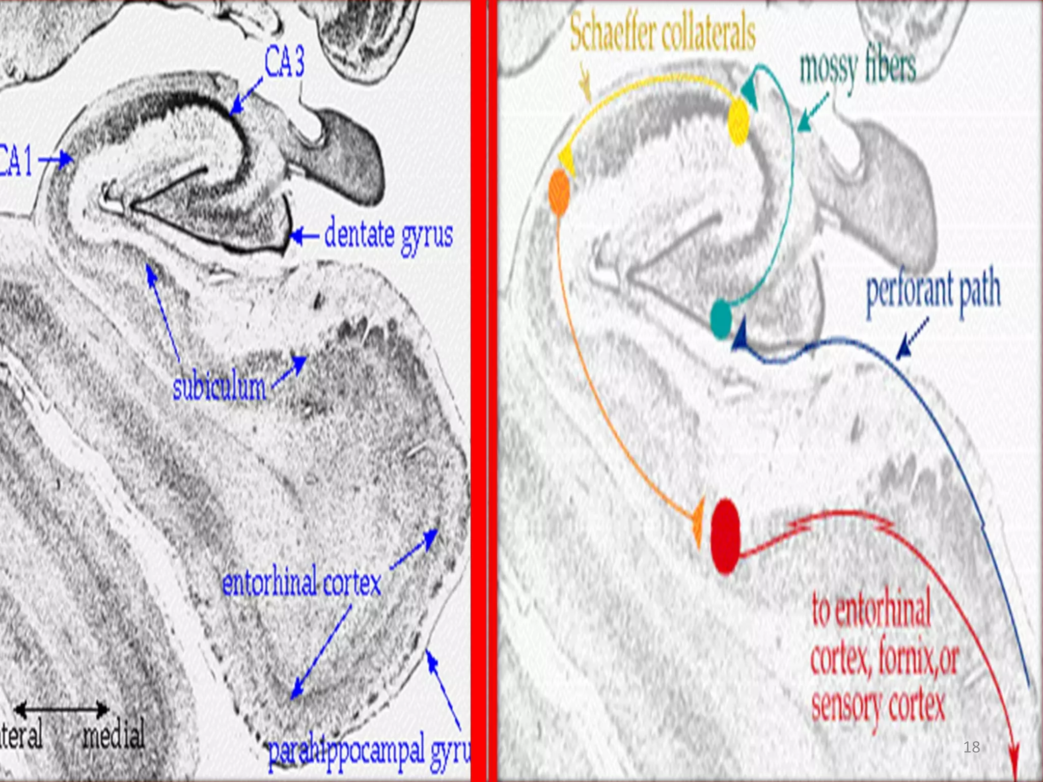 Temporal lobe ppt | PPT