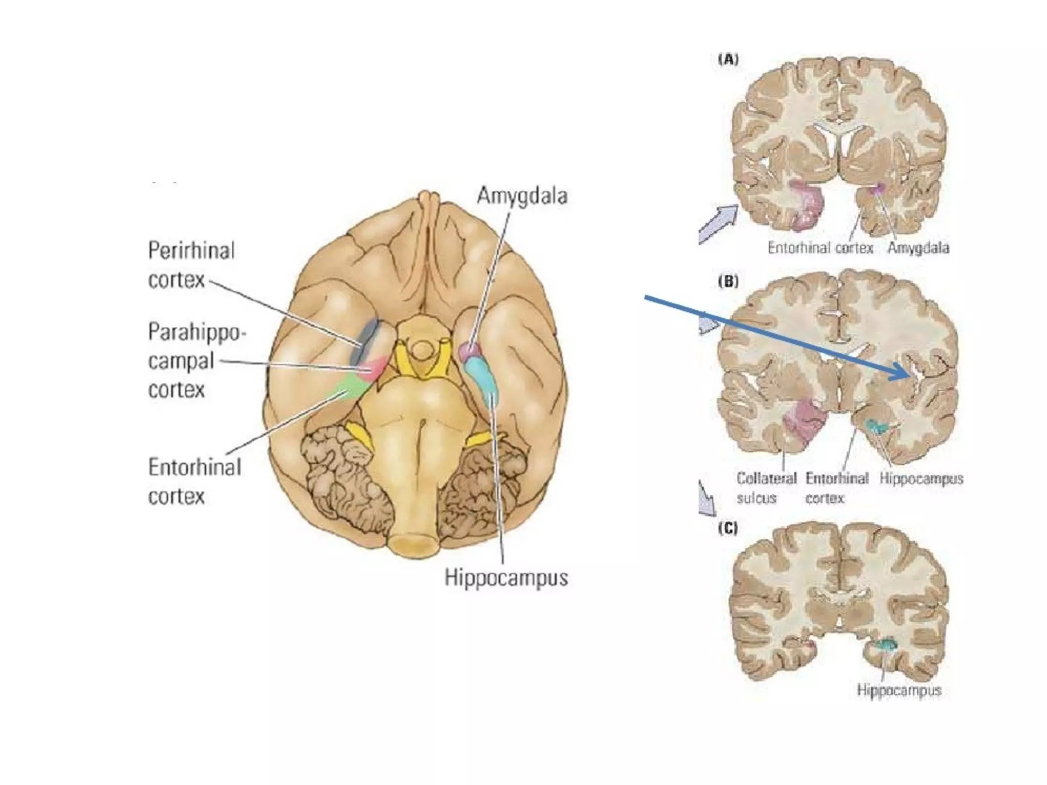 Temporal lobe ppt | PPT