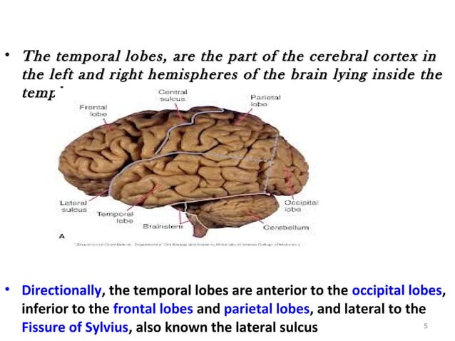 Temporal lobe ppt | PPT | Brain and Nervous System Disorders | Diseases and Conditions