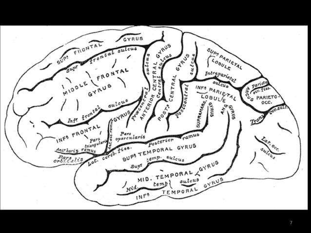 Temporal lobe ppt | PPT | Brain and Nervous System Disorders | Diseases ...