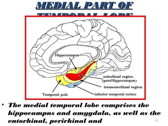 Temporal lobe ppt | PPT