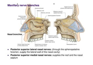temporal_and_infratemporal_3.pdf
