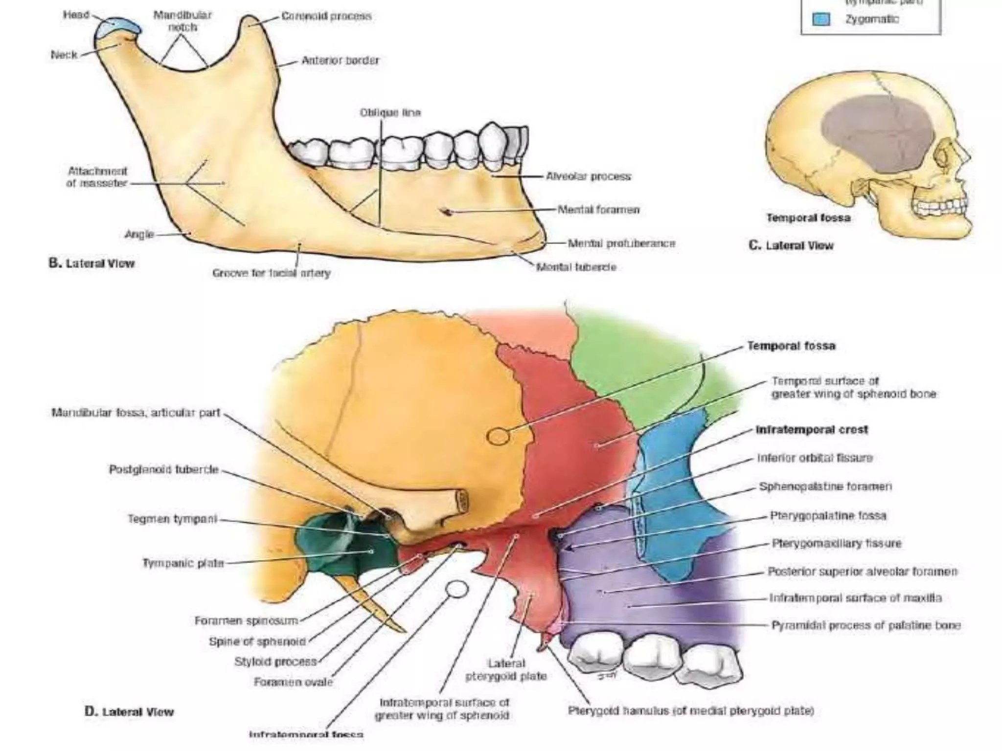 Temporal and infratemporal fossa | PPTX