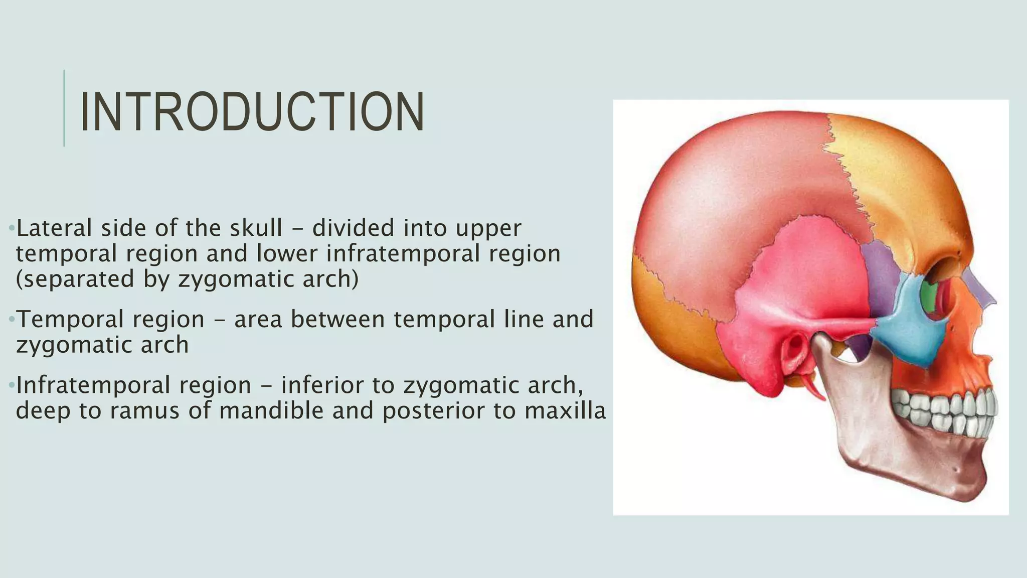 Temporal and infratemporal regions | PPTX