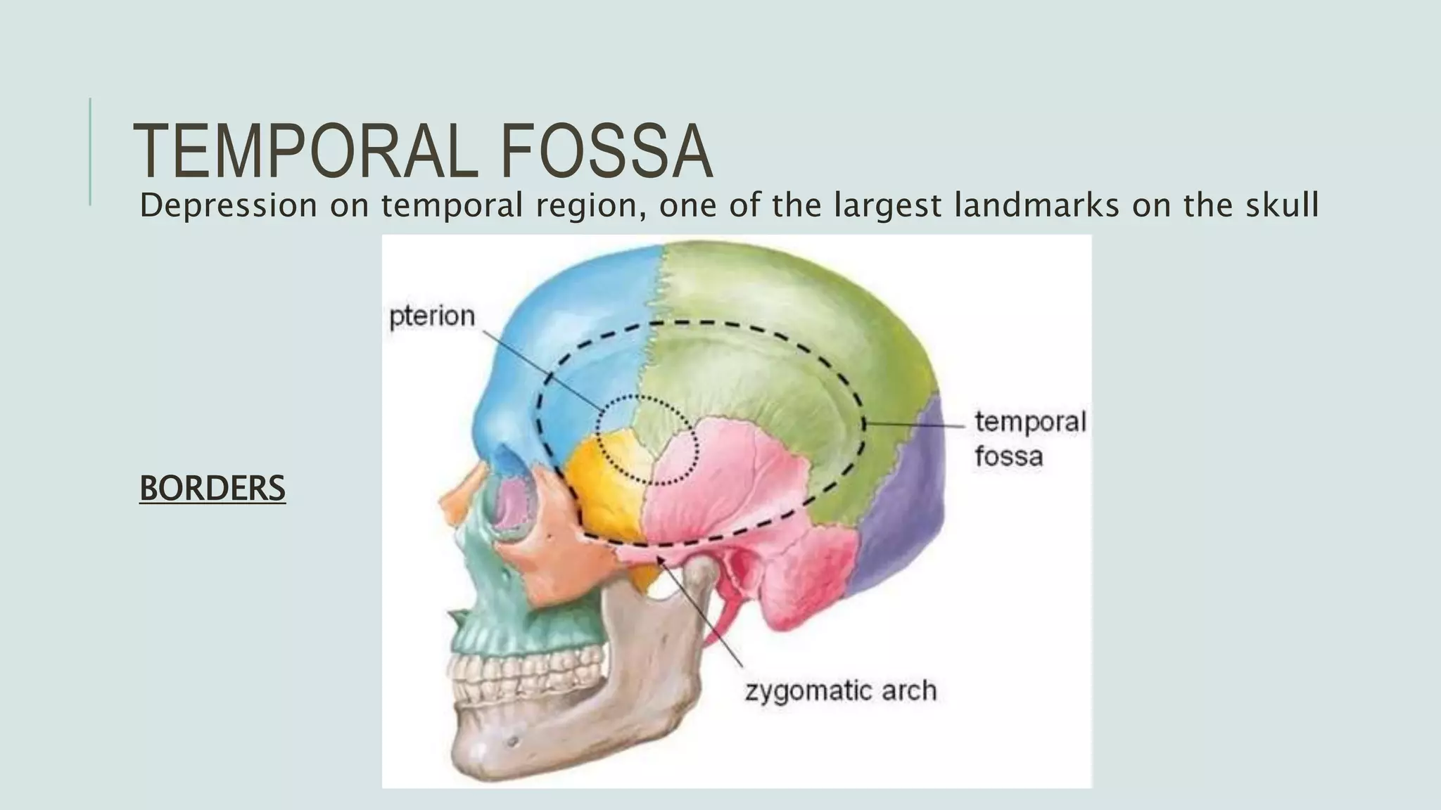 Temporal and infratemporal regions | PPTX