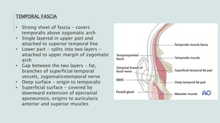 Temporal and infratemporal regions | PPTX