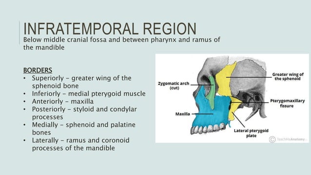 Temporal and infratemporal regions | PPTX