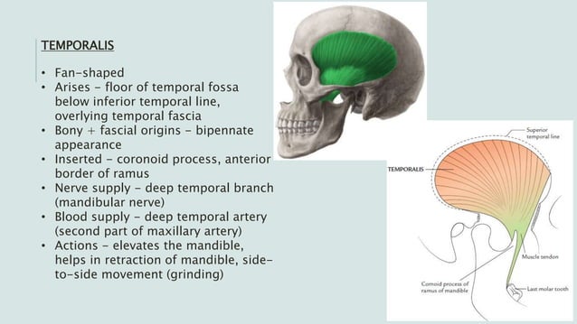 Temporal and infratemporal regions | PPTX