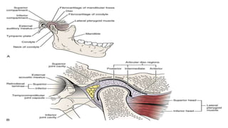 TEMPORAL AND INFRATEMPORAL REGIONS .pptx