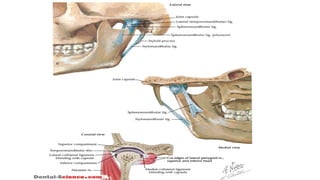 TEMPORAL AND INFRATEMPORAL REGIONS .pptx