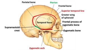 TEMPORAL AND INFRATEMPORAL REGIONS .pptx