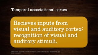 Temporal associational cortex | PPSX