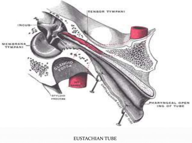 IMAGING OF TEMPORAL BONE | PPTX