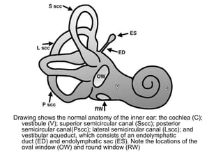 Diagnostic Imaging of Temporal bone | PPT