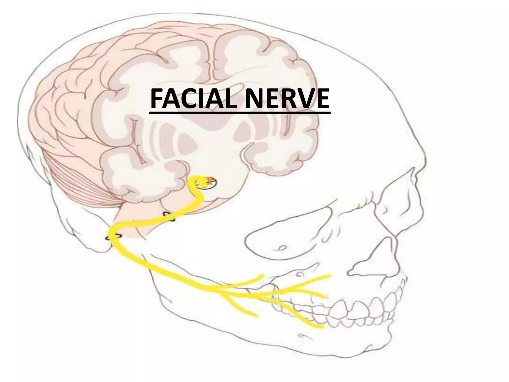 Temporal Bone and Facial Nerve Anatomy | PPTX