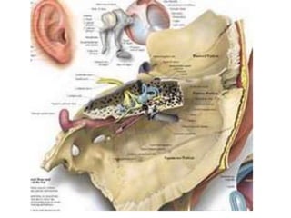 Temporal Bone and Facial Nerve Anatomy | PPTX