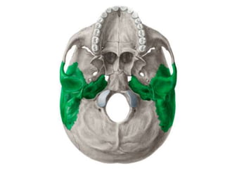 Temporal Bone and Facial Nerve Anatomy | PPTX