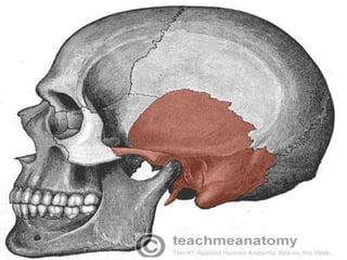 Temporal Bone and Facial Nerve Anatomy | PPTX