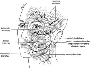 Temporal Bone and Facial Nerve Anatomy | PPTX