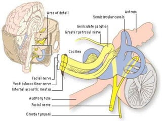 Temporal Bone and Facial Nerve Anatomy | PPTX