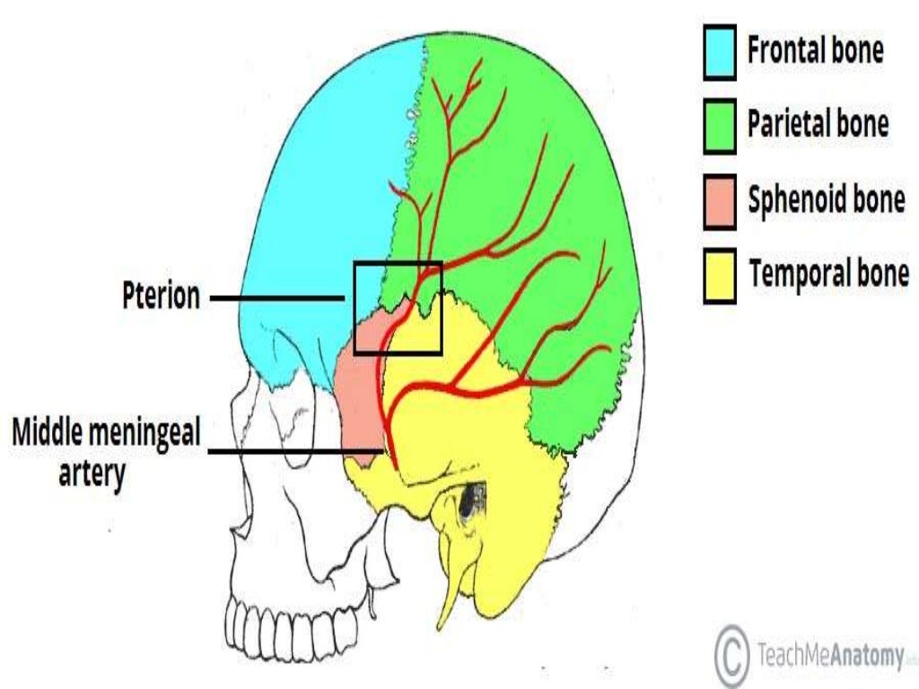Temporal Bone and Facial Nerve Anatomy