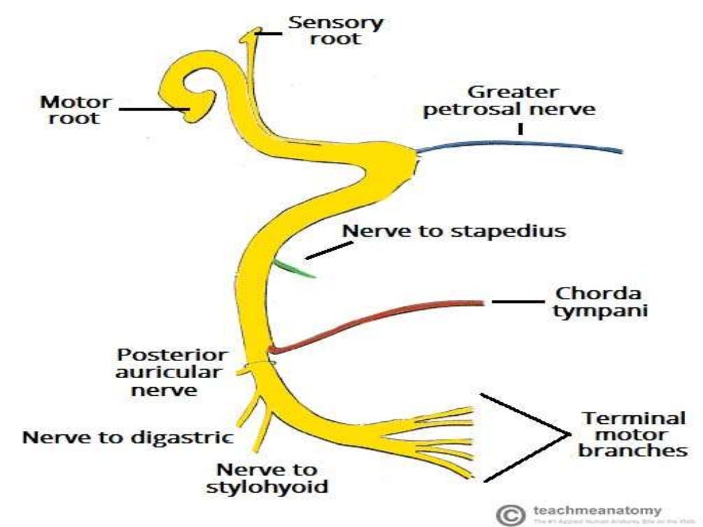 Temporal Bone and Facial Nerve Anatomy