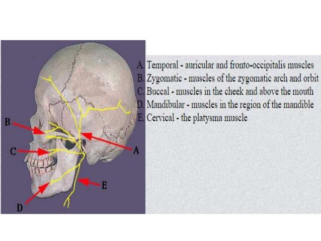 Temporal Bone and Facial Nerve Anatomy