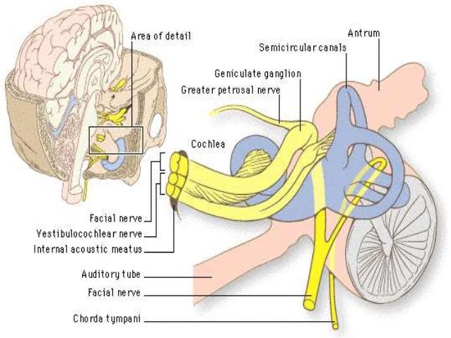 Temporal Bone and Facial Nerve Anatomy