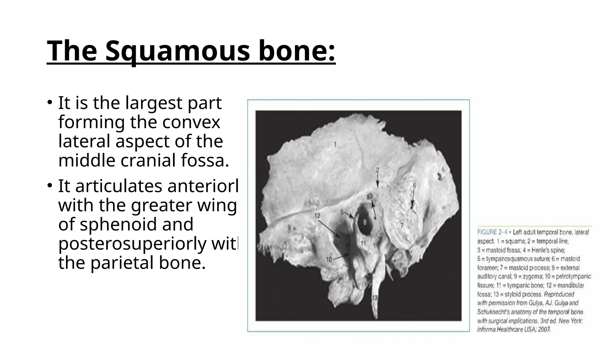 temporal bone osteology.pptx anatomy cli | PPTX