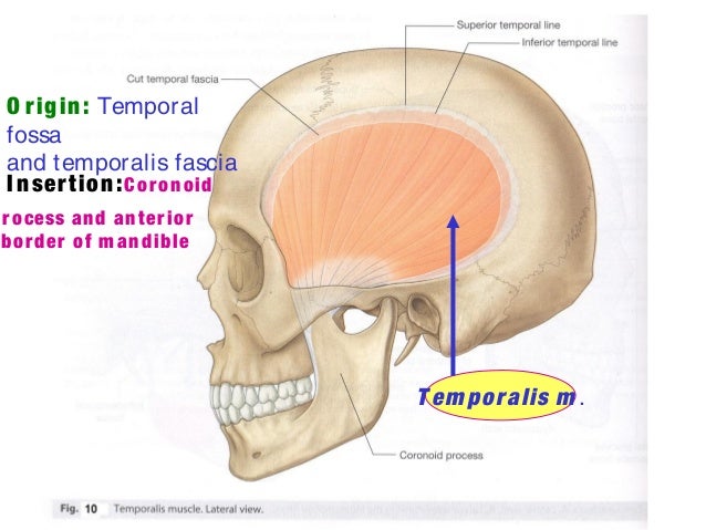 Anatomy of Temporal dt